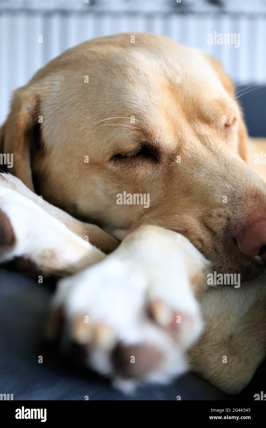 sleeping labrador retriever Stock Photo - Alamy