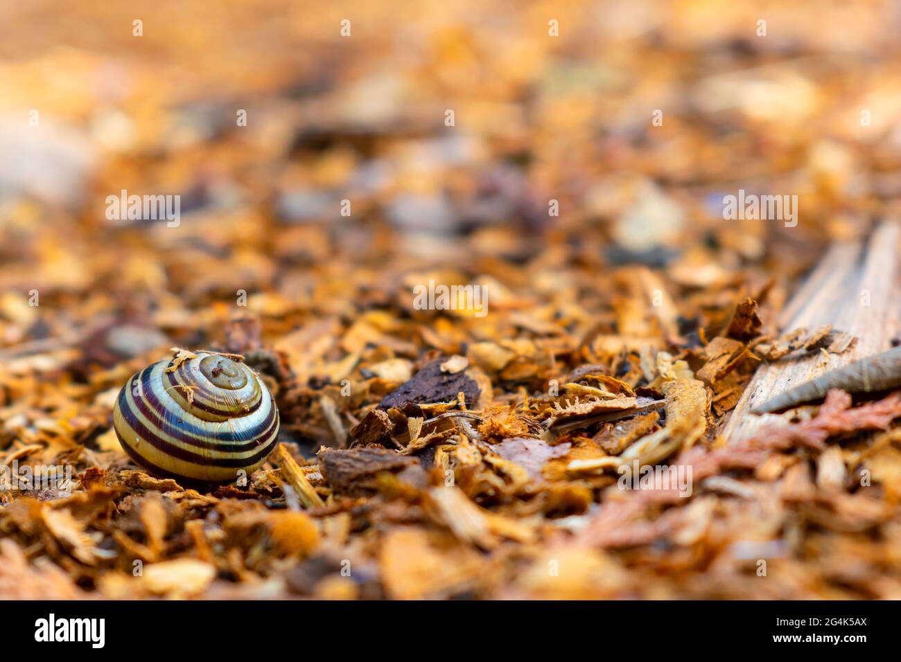 Purple chinese wisteria flower Stock Photo - Alamy