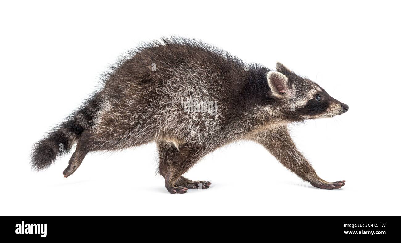 Side View Portrait Of A Raccoon High Resolution Stock Photography and ...