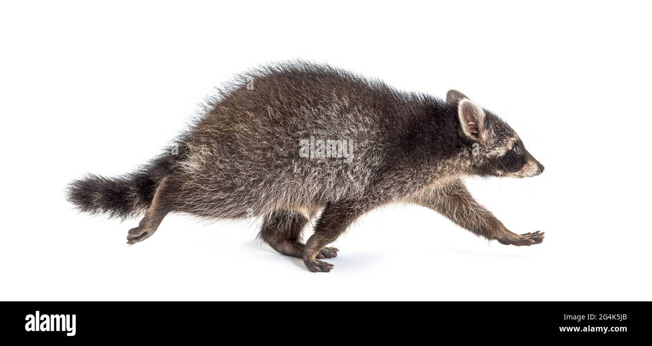 Side View Portrait Of A Raccoon High Resolution Stock Photography and ...
