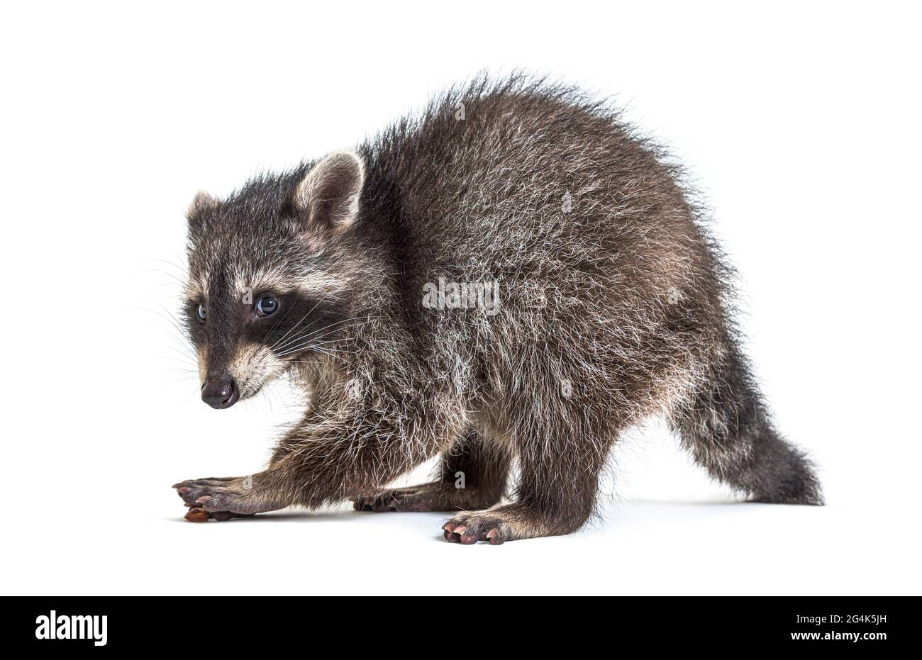 raccoon standing in front, isolated on white Stock Photo - Alamy