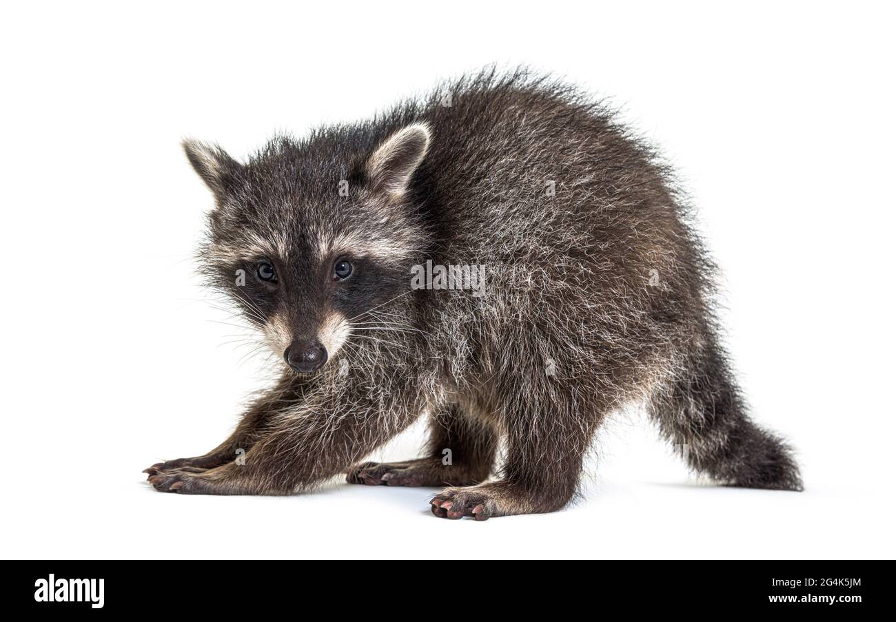 raccoon standing in front, isolated on white Stock Photo - Alamy