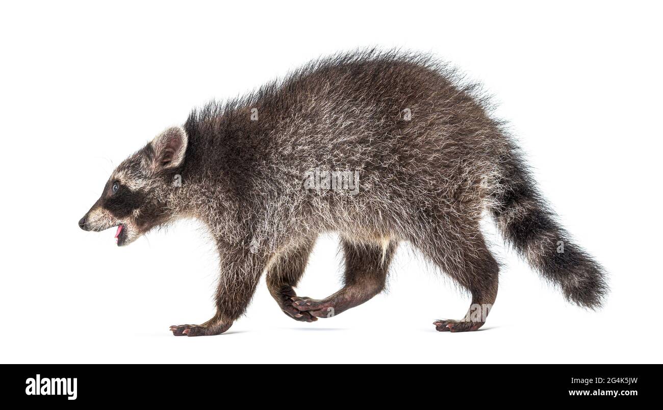 Side view of a young walking raccoon isolated on white Stock Photo - Alamy