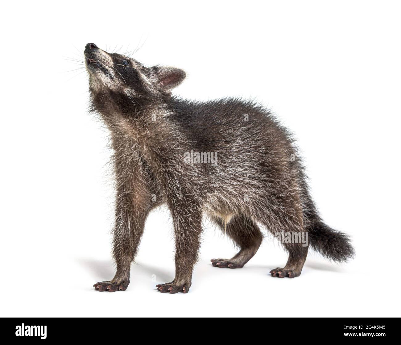 three months old young raccoon standing in front, isolated Stock Photo ...