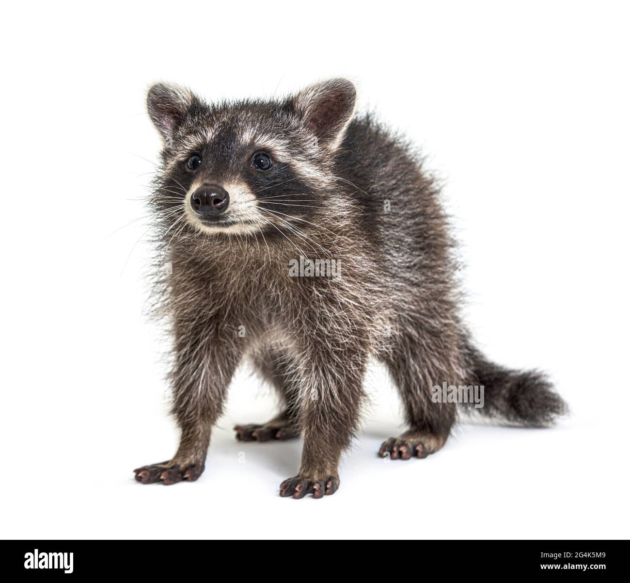 three months old young raccoon standing in front, isolated Stock Photo ...