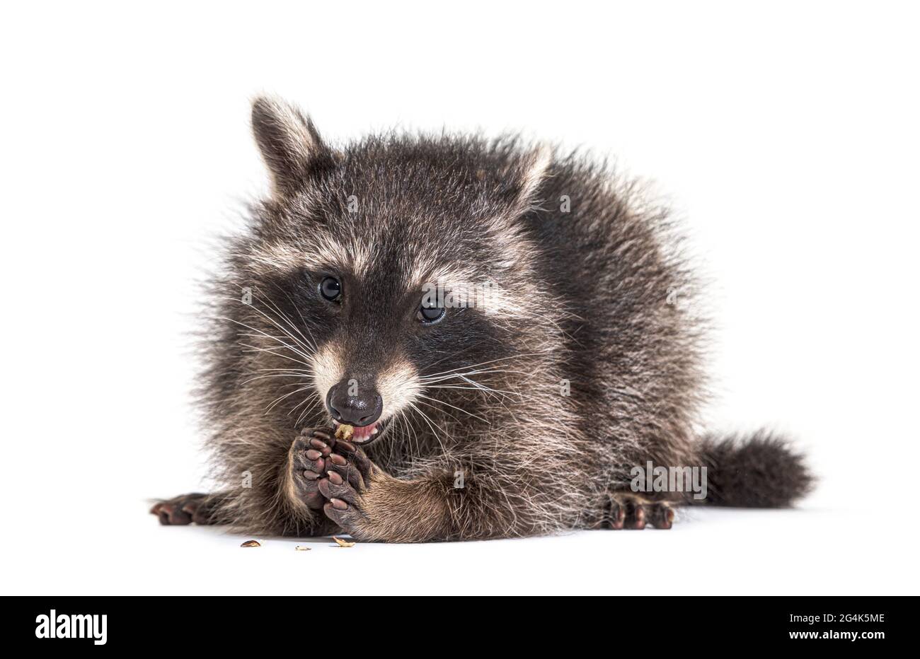 Raccoon eating hi-res stock photography and images - Alamy