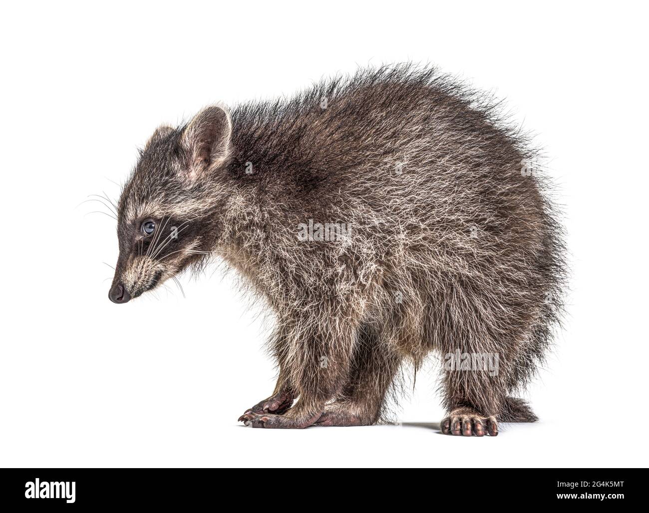 Side view profile young Cut Out Stock Images & Pictures - Alamy