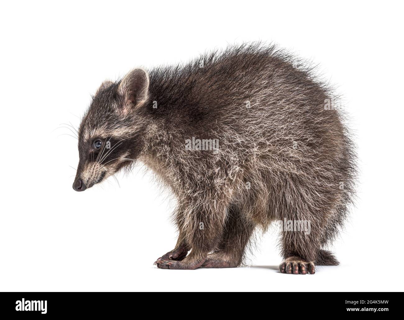 Raccoon Side View High Res