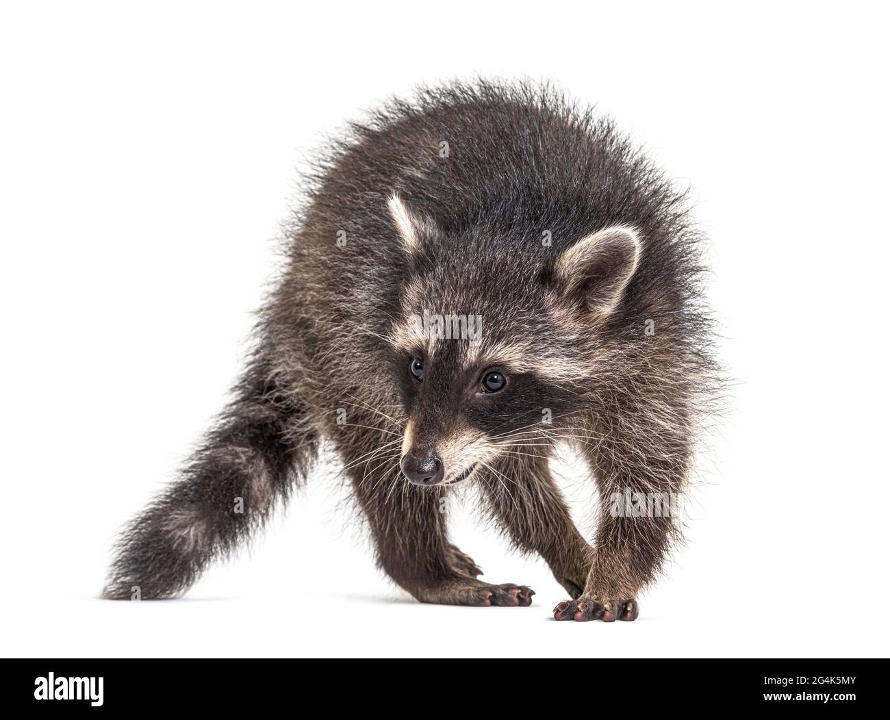 raccoon standing in front, isolated on white Stock Photo - Alamy