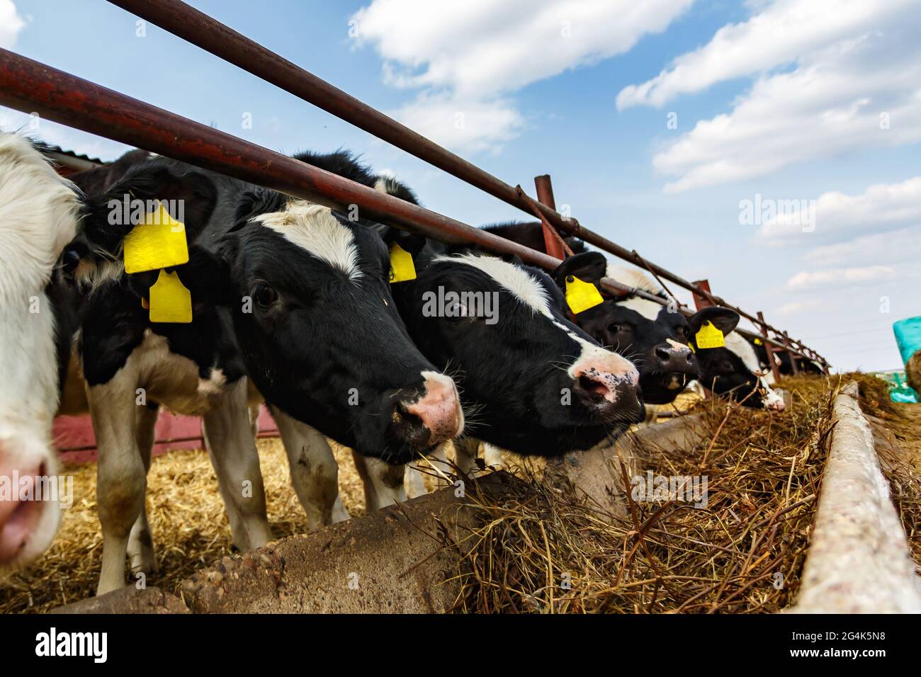 Breeding cows in free animal husbandry. Cowshed. Livestock cow farm ...