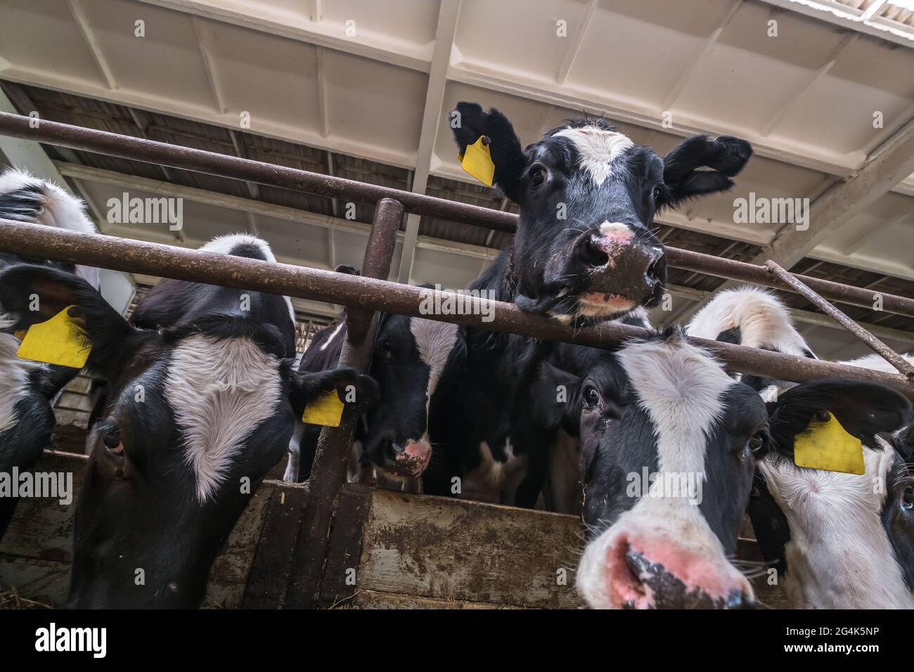 Breeding cows in free animal husbandry. Cowshed. Livestock cow farm ...