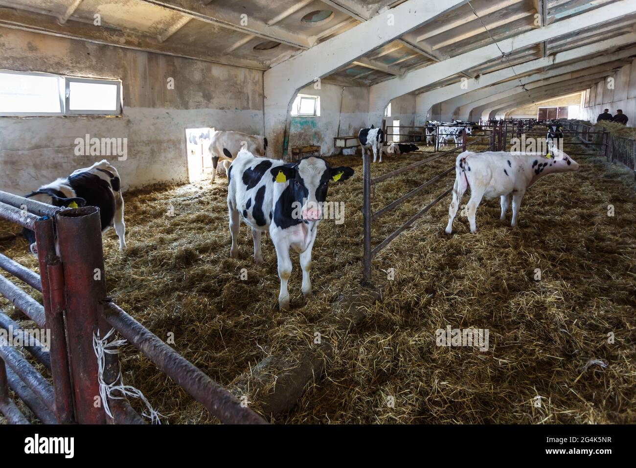 Breeding cows in free animal husbandry. Cowshed. Livestock cow farm ...