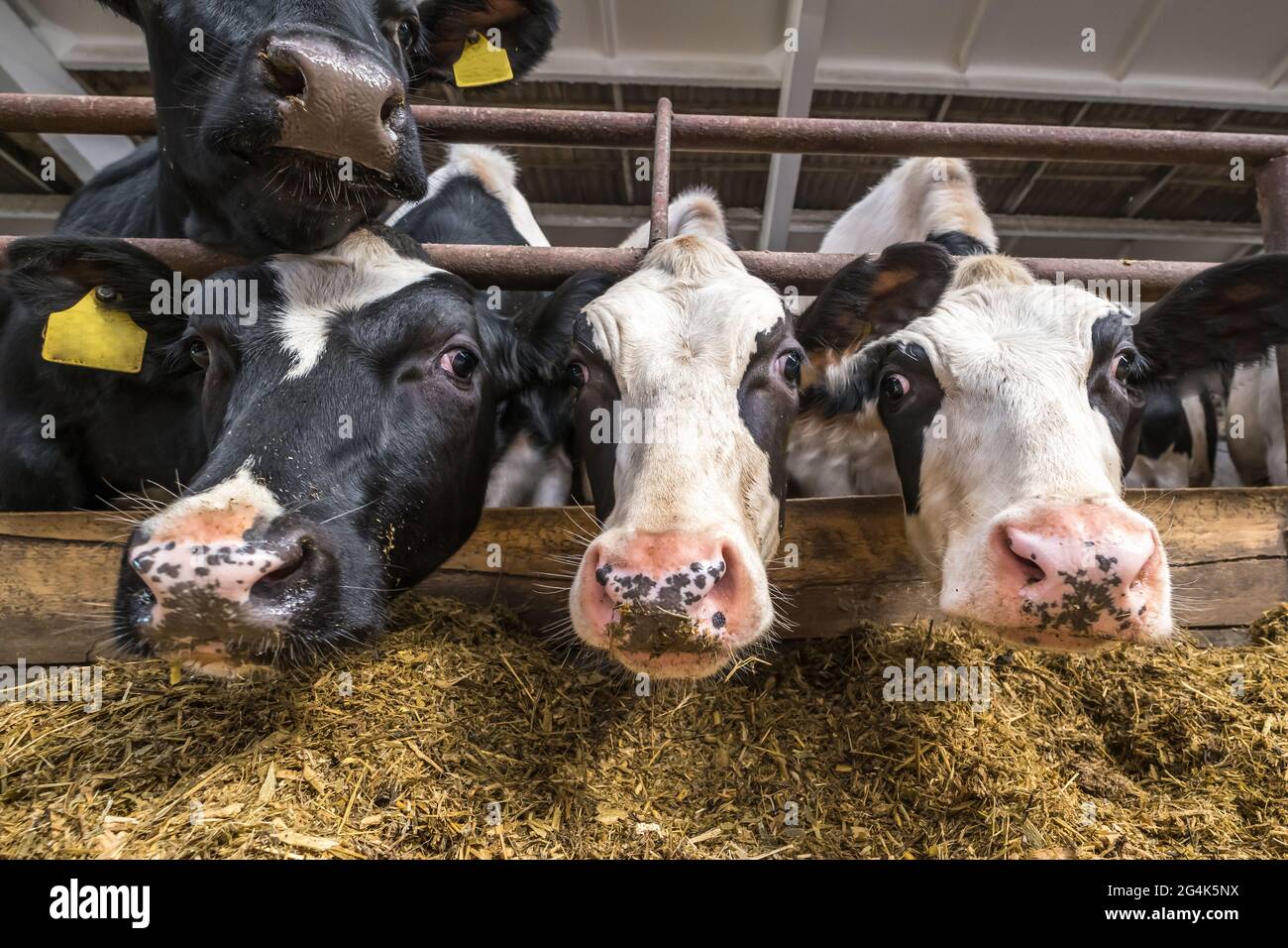 Breeding cows in free animal husbandry. Cowshed. Livestock cow farm ...