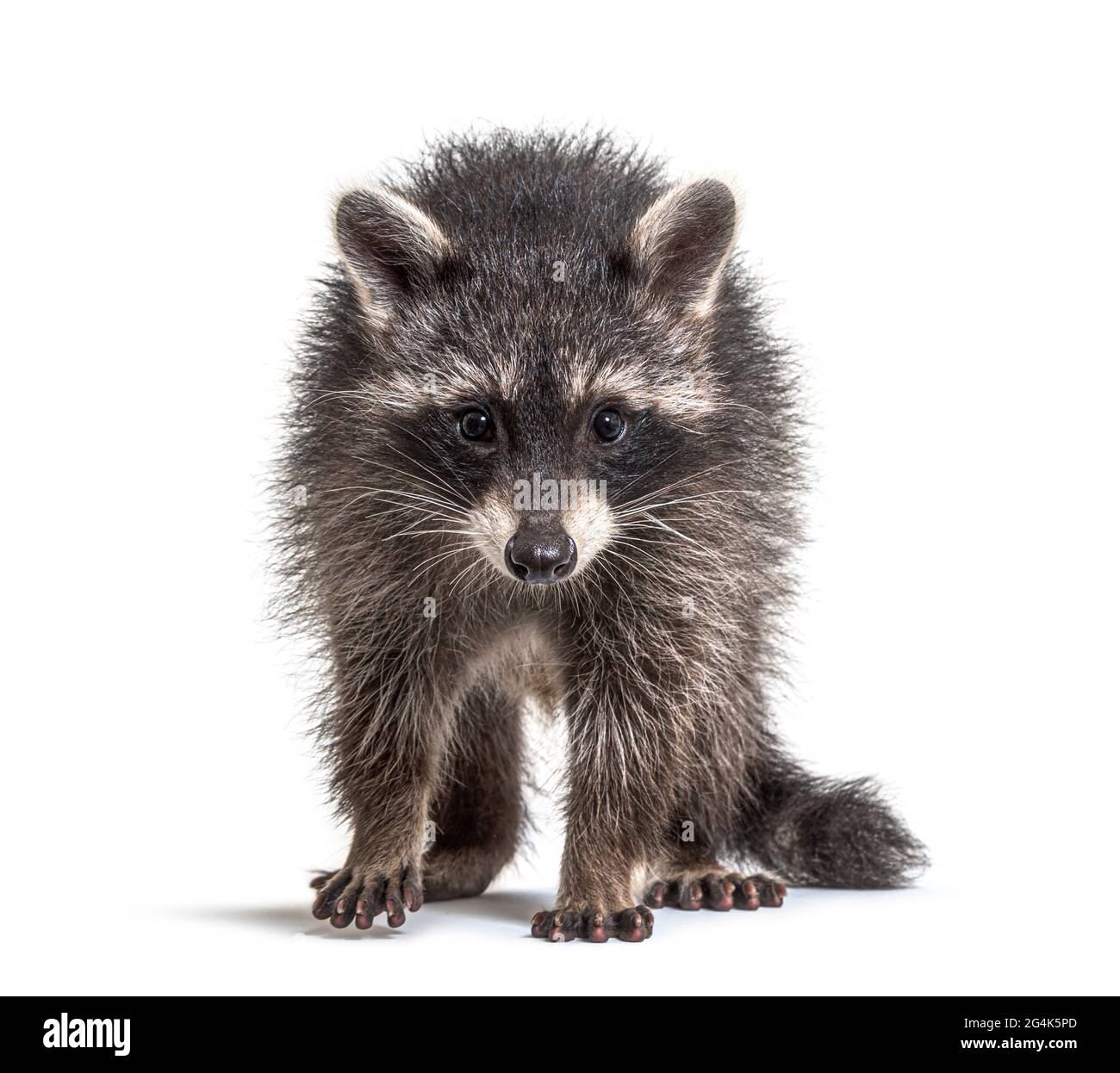 Old young hi-res stock photography and images - Alamy