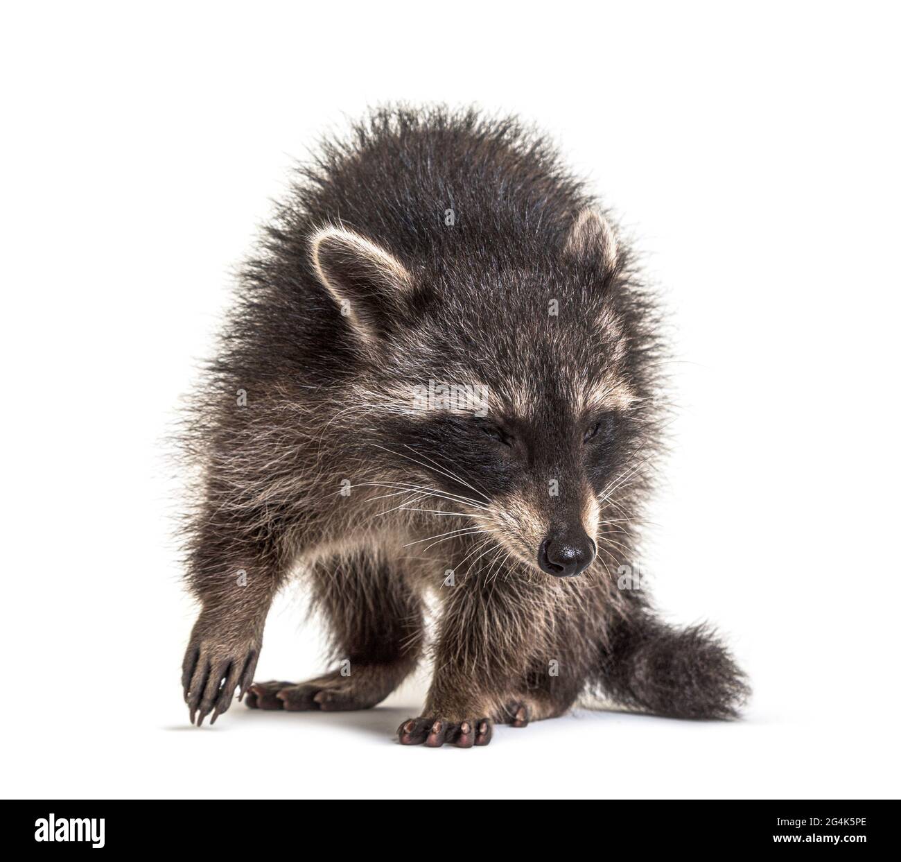 raccoon standing in front, isolated on white Stock Photo - Alamy