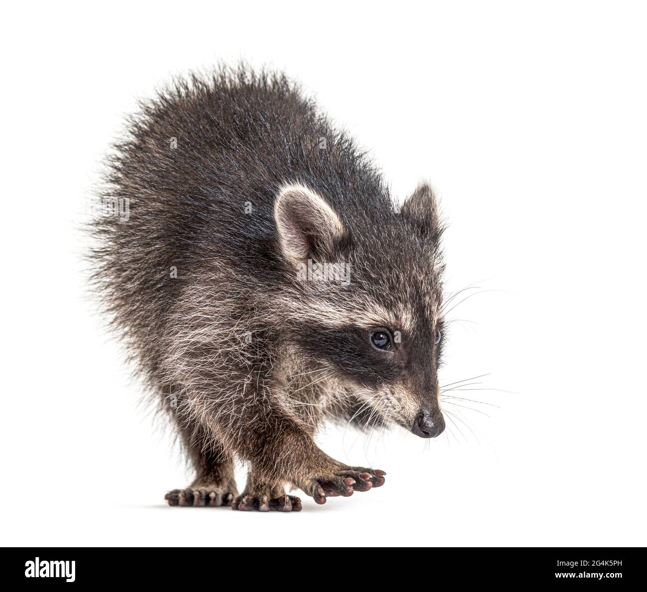 raccoon standing in front, isolated on white Stock Photo - Alamy