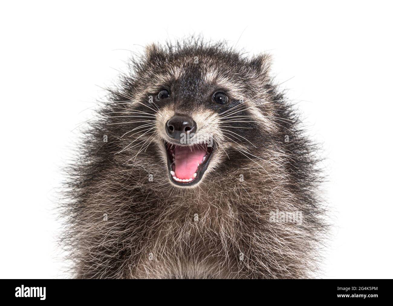 Tongue out raccoon hi-res stock photography and images - Alamy