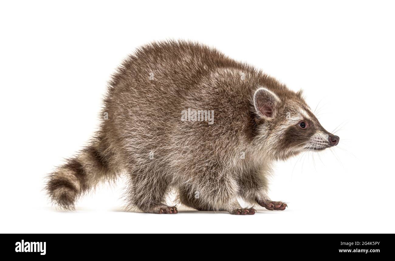 raccoon standing in front, isolated on white Stock Photo - Alamy