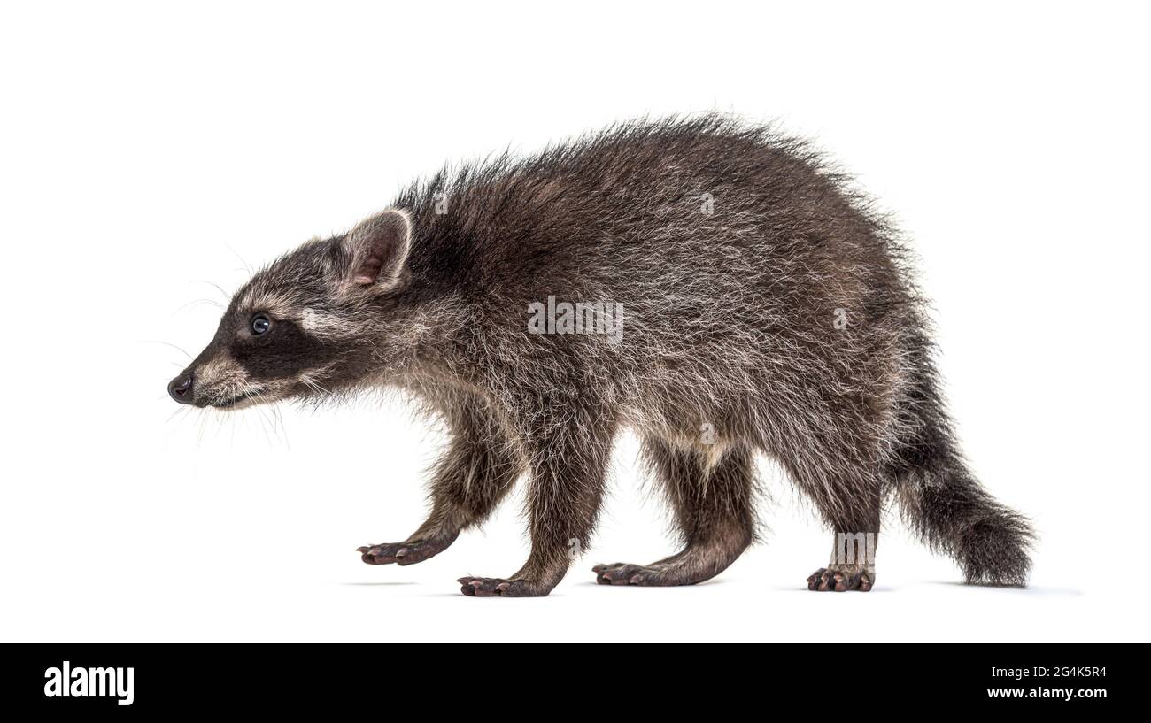 Side View Portrait Of A Raccoon High Resolution Stock Photography and ...