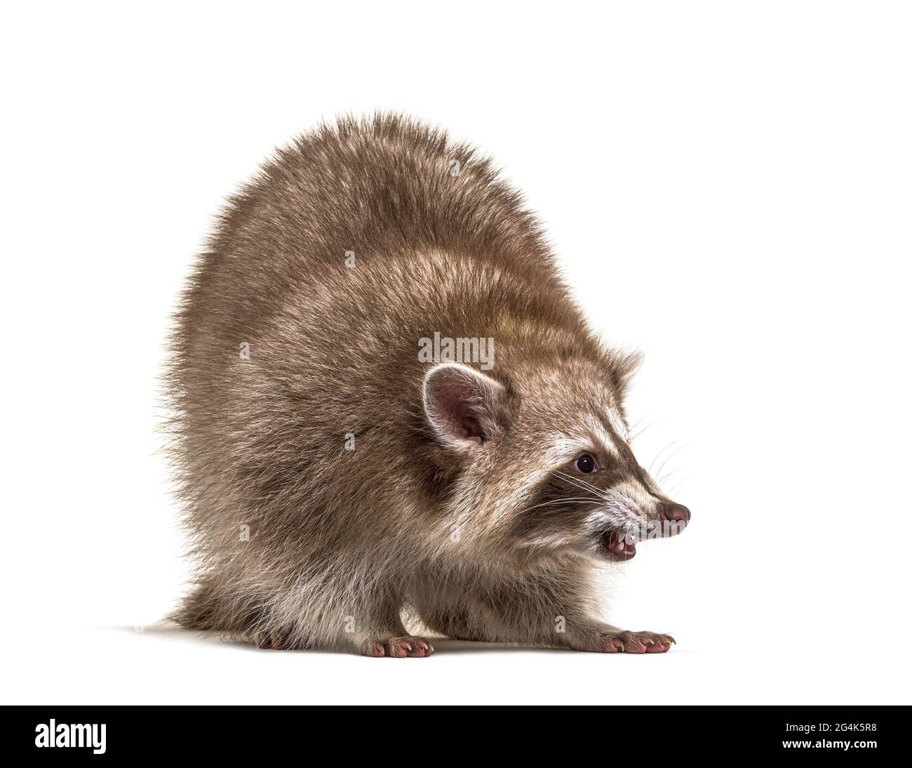 raccoon standing in front, isolated on white Stock Photo - Alamy