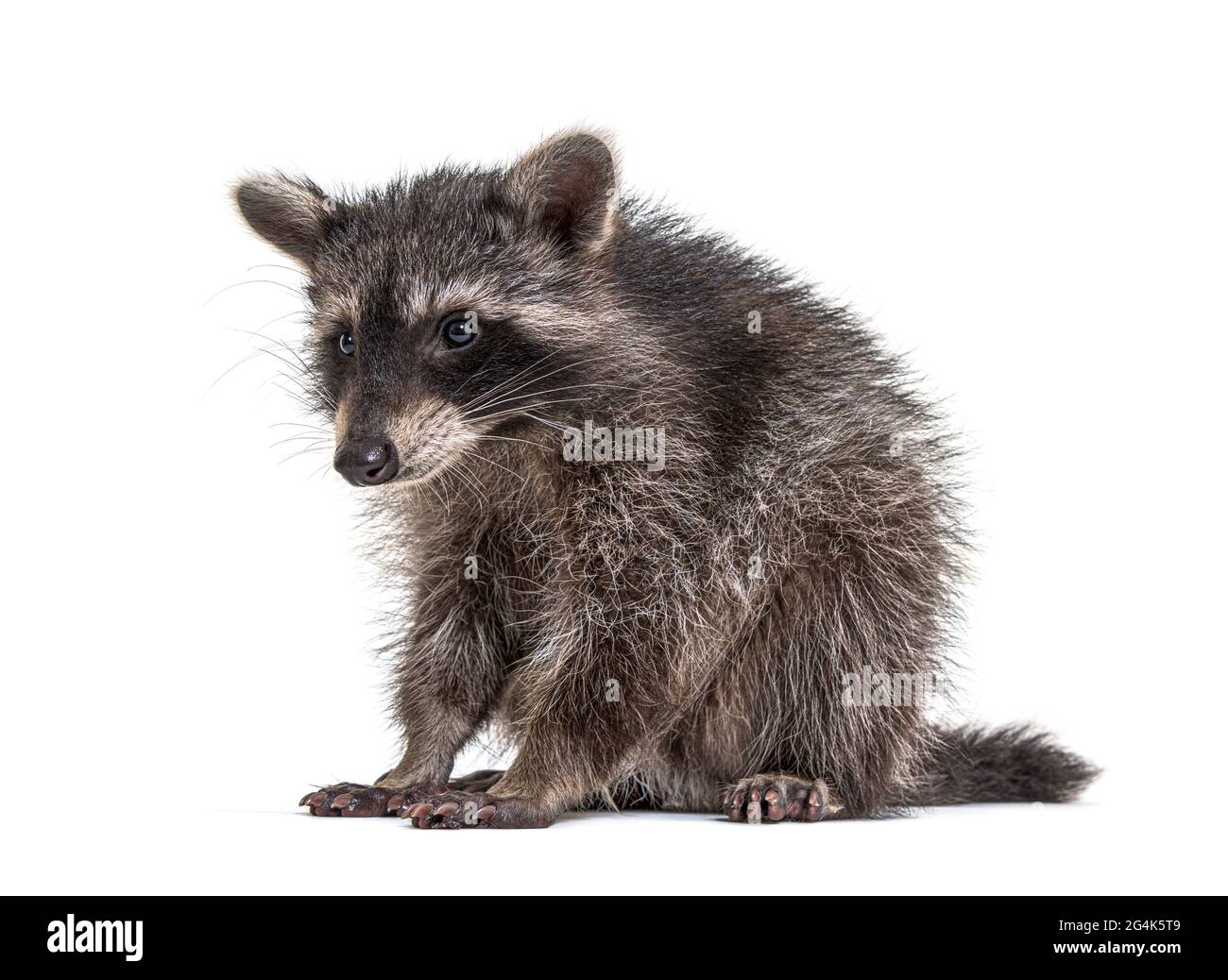 raccoon standing in front, isolated on white Stock Photo - Alamy