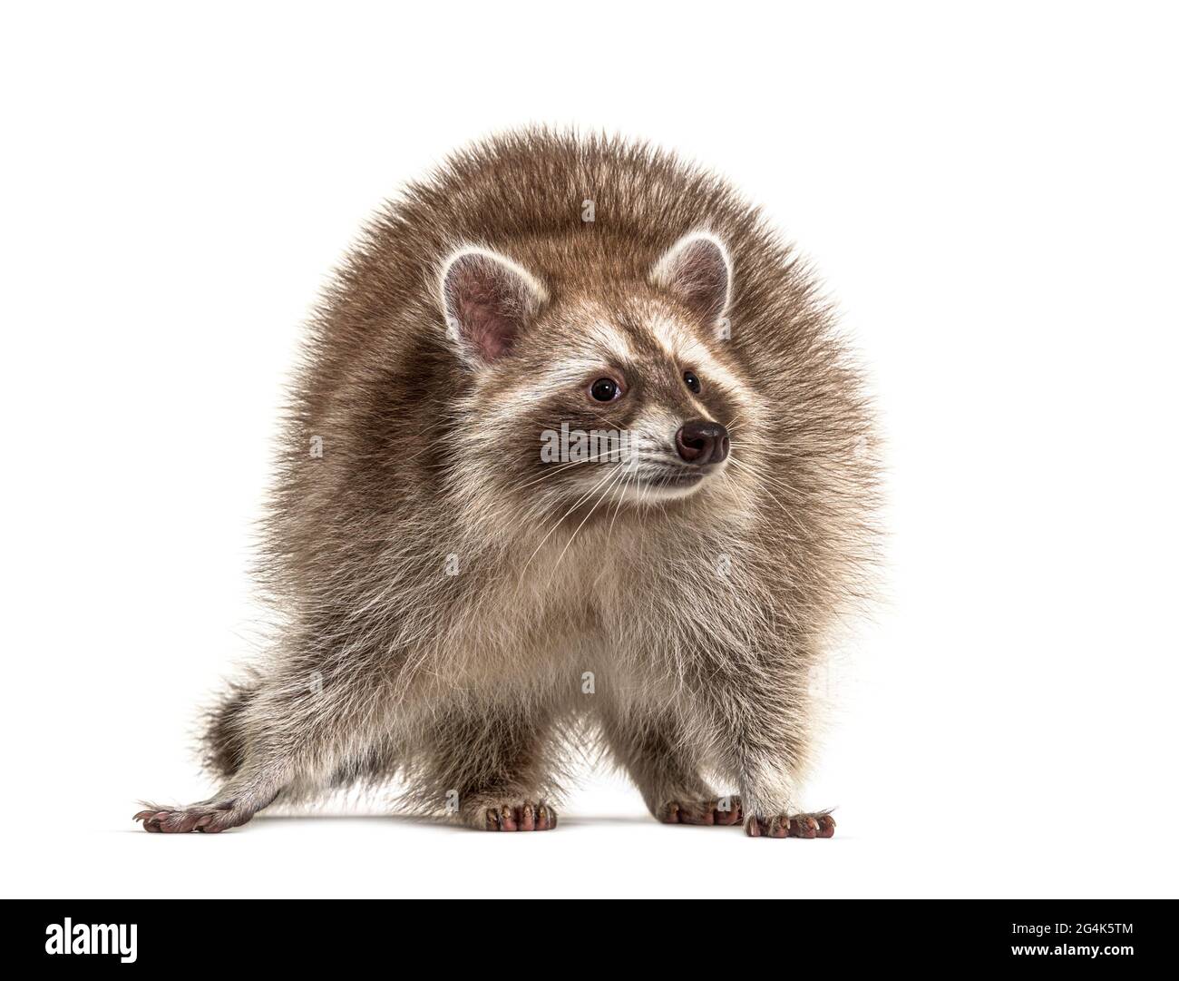 Red Raccoon standing and facing at the camera isolated on white Stock ...