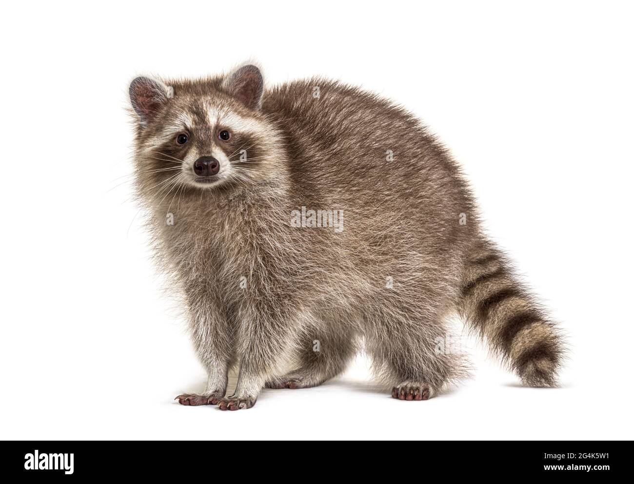 Red Raccoon facing at the camera isolated on white Stock Photo - Alamy
