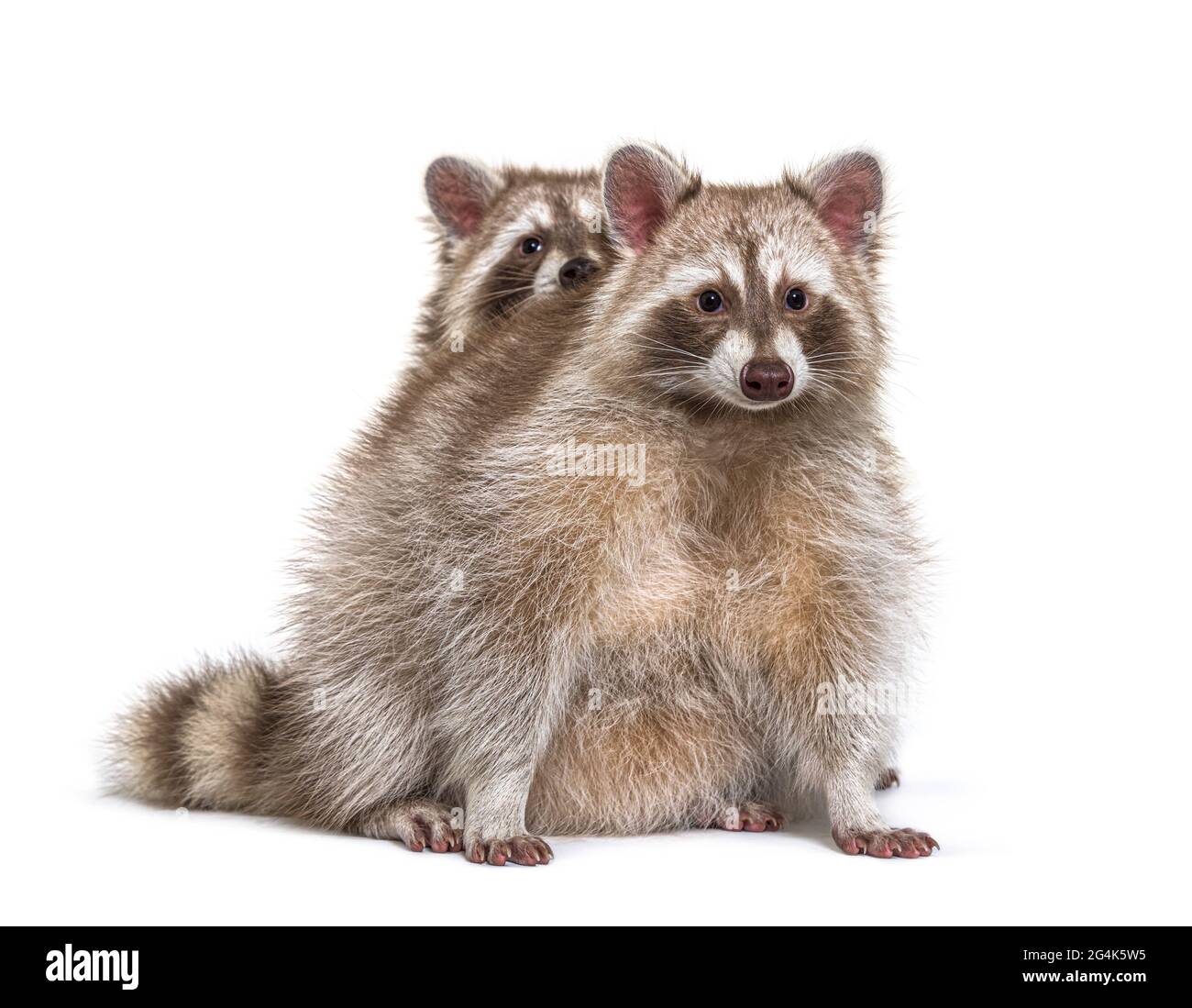 Two red raccoons sitting together, isolated on white Stock Photo - Alamy