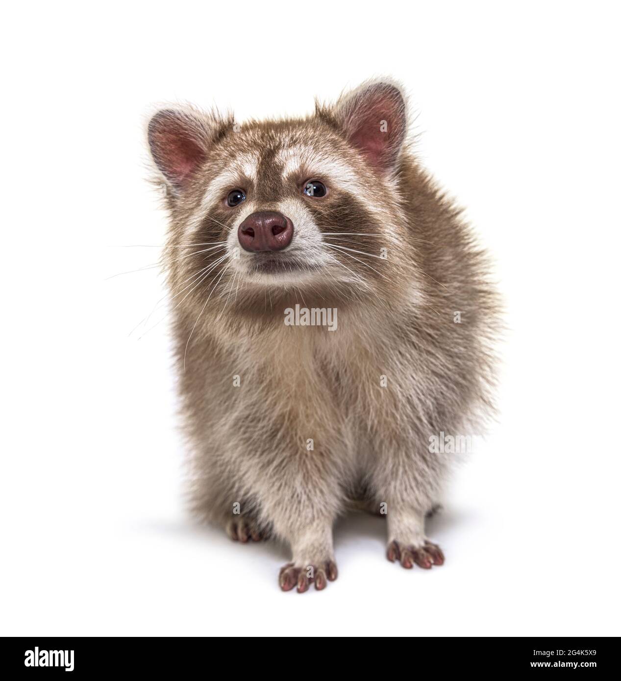 Red Raccoon standing and facing at the camera isolated on white Stock ...