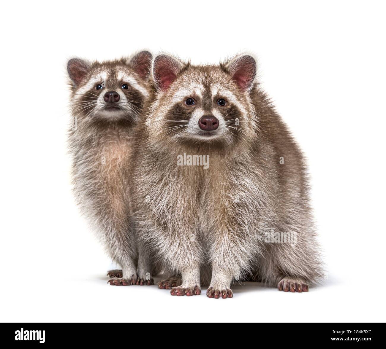 Racoon family hi-res stock photography and images - Alamy