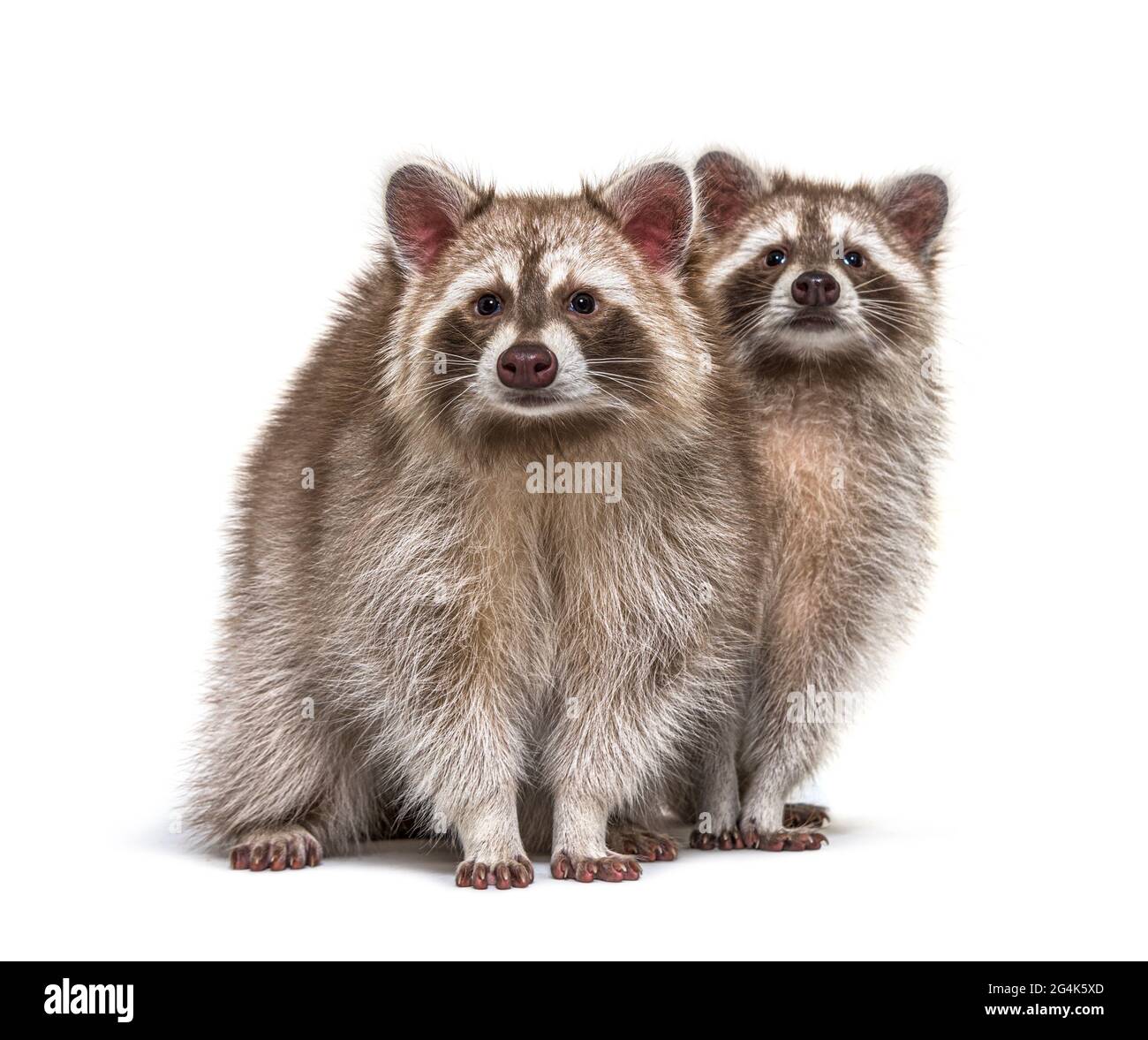 Two raccoon hi-res stock photography and images - Alamy