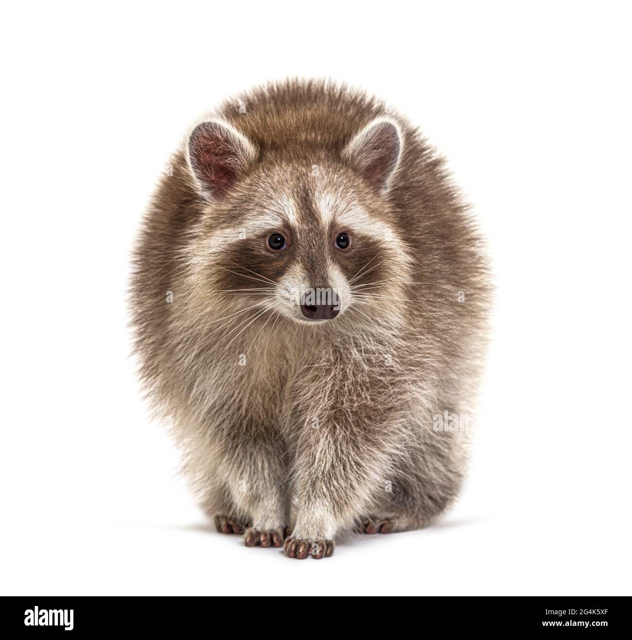 Red Raccoon standing and facing at the camera isolated on white Stock ...