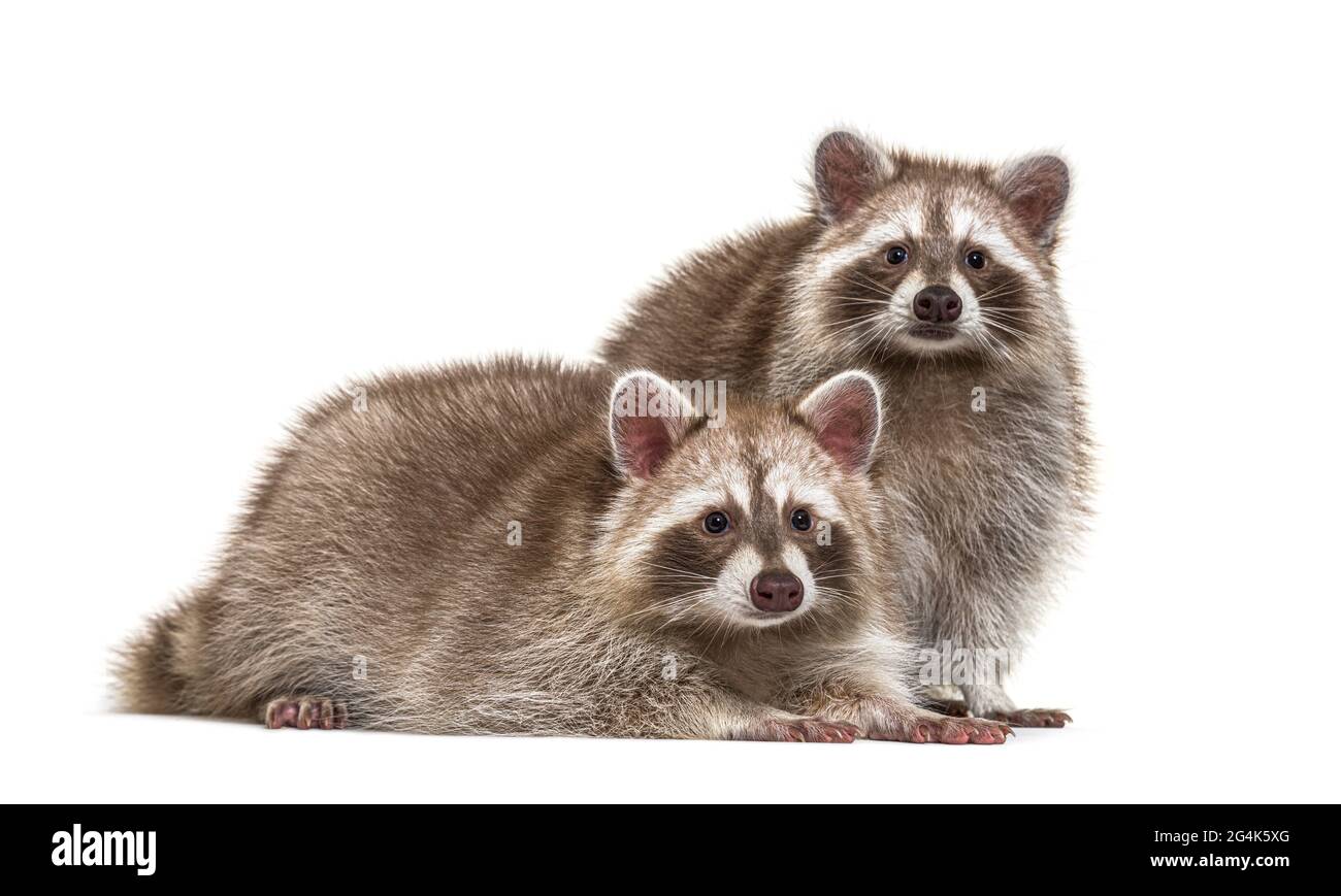 Two raccoon hi-res stock photography and images - Alamy