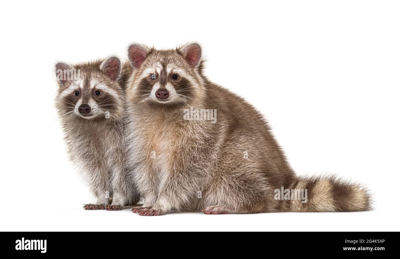 Two red raccoons sitting together, isolated on white Stock Photo - Alamy
