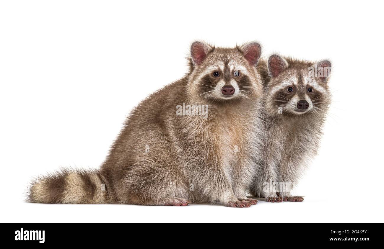 Raccoons friend hi-res stock photography and images - Alamy