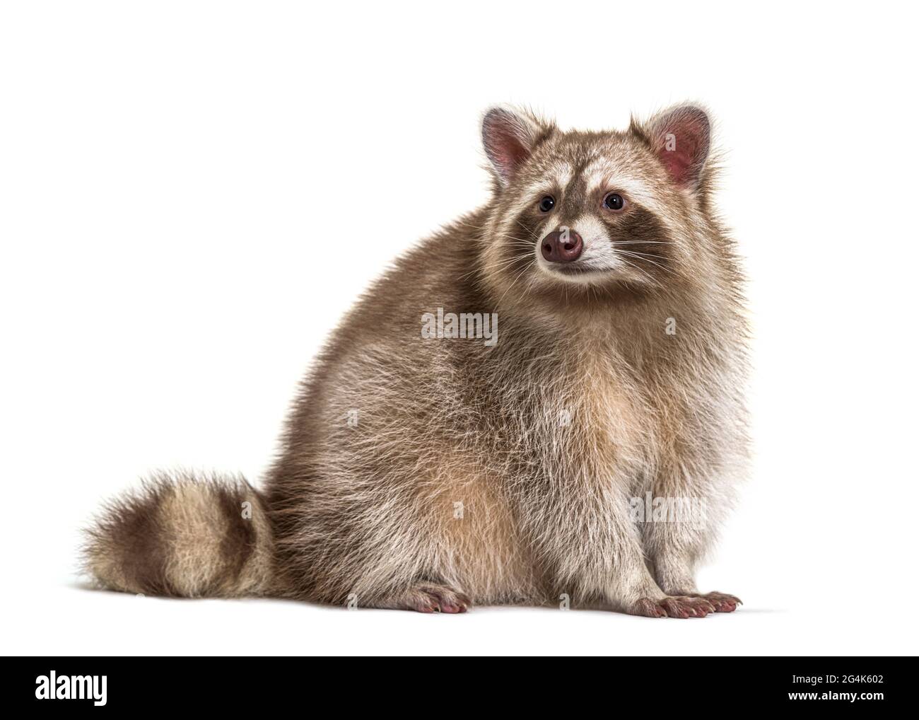 raccoon standing in front, isolated on white Stock Photo - Alamy