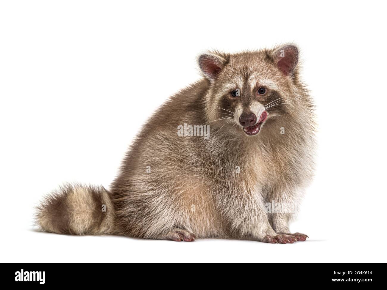Common racoon Cut Out Stock Images & Pictures - Alamy