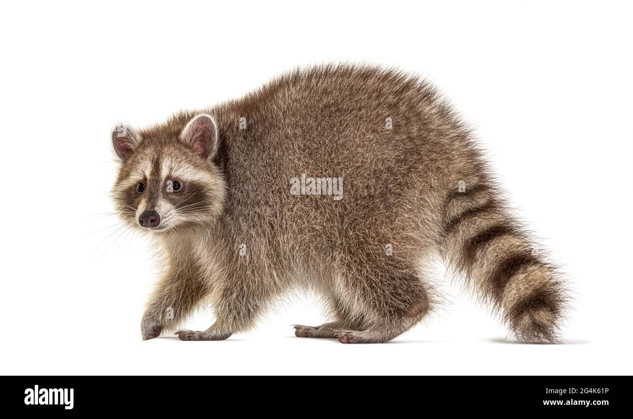Side view, Raccoon walking away, Isolated on white Stock Photo - Alamy