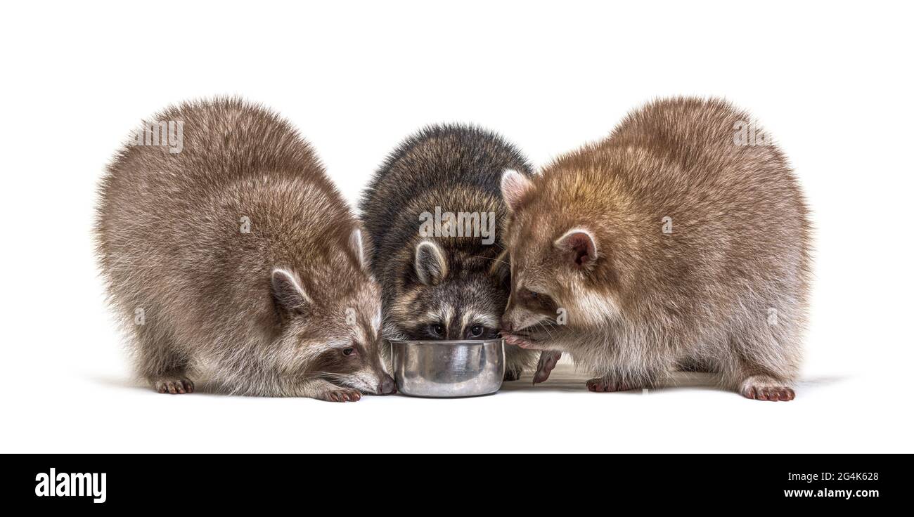 Three raccoons hi-res stock photography and images - Alamy