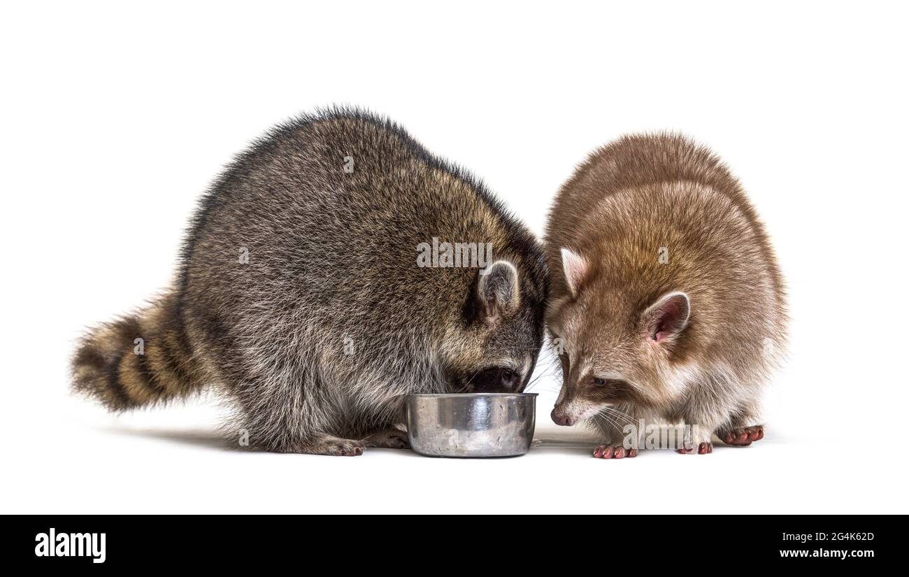 Raccoons friend hi-res stock photography and images - Alamy