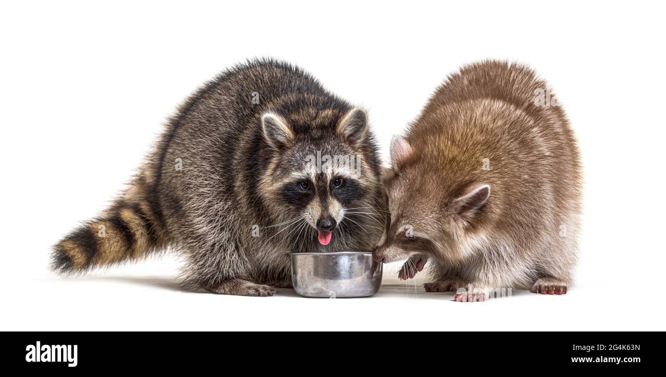 Group of raccoons hi-res stock photography and images - Alamy
