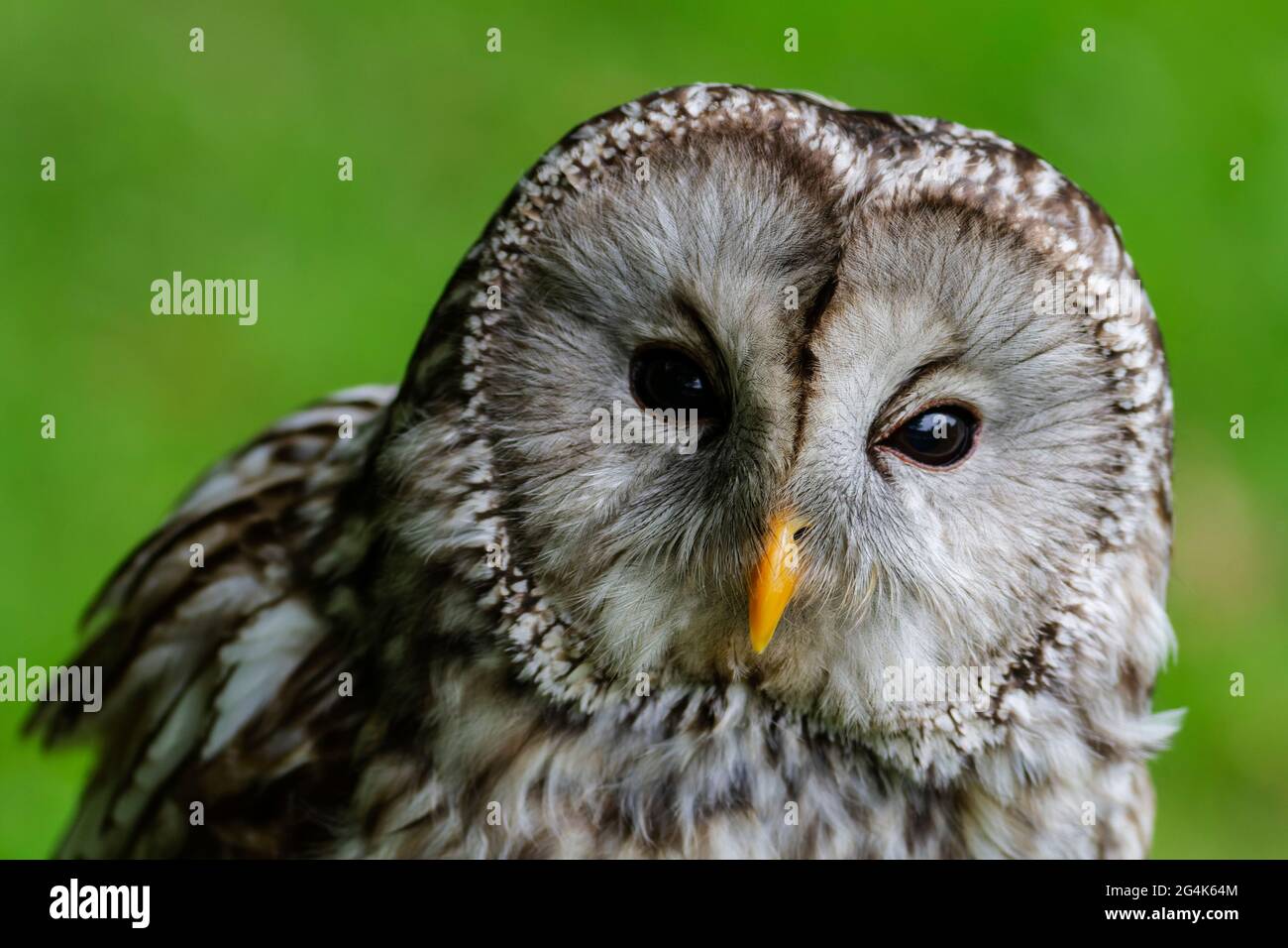 Portrait of the Ural Owl Strix uralensis Stock Photo - Alamy