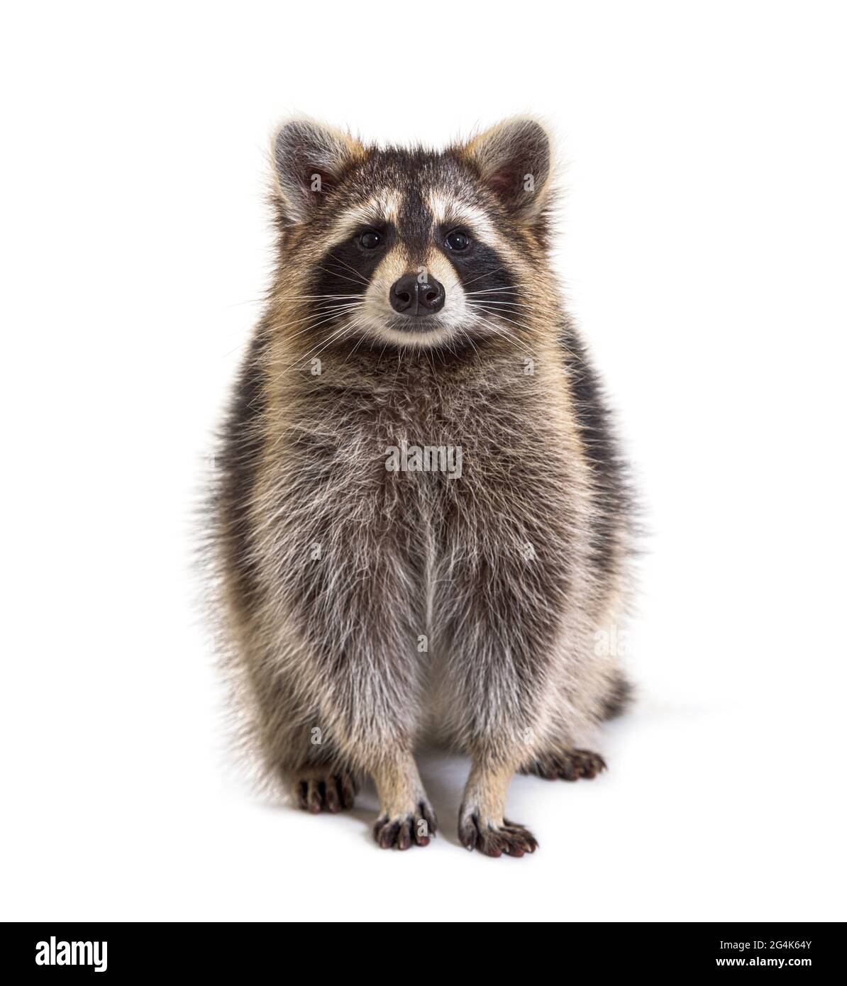Young Raccoon standing in front and facing at the camera isolated on ...