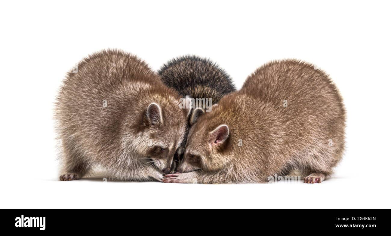Three raccoons hi-res stock photography and images - Alamy