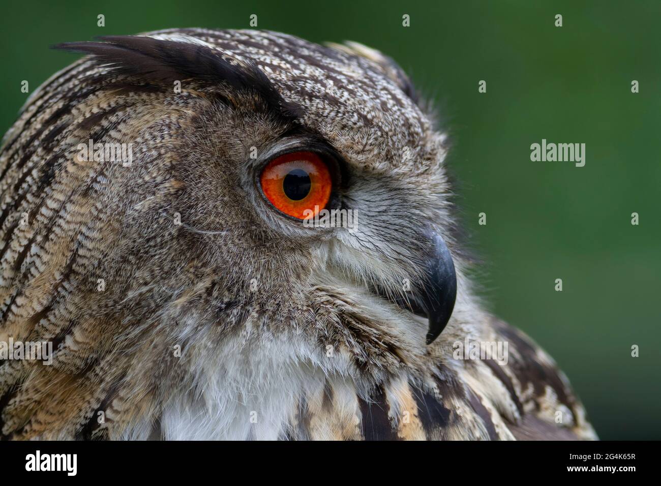 Eurasian eagle owl with open beak hi-res stock photography and images ...