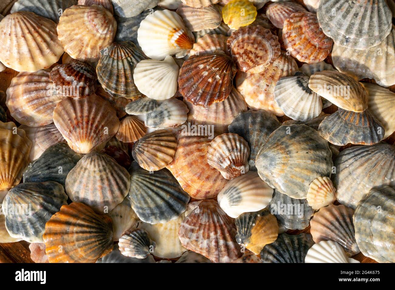 Summer background pattern from seashells. Shell close-up. Ocean coast ...