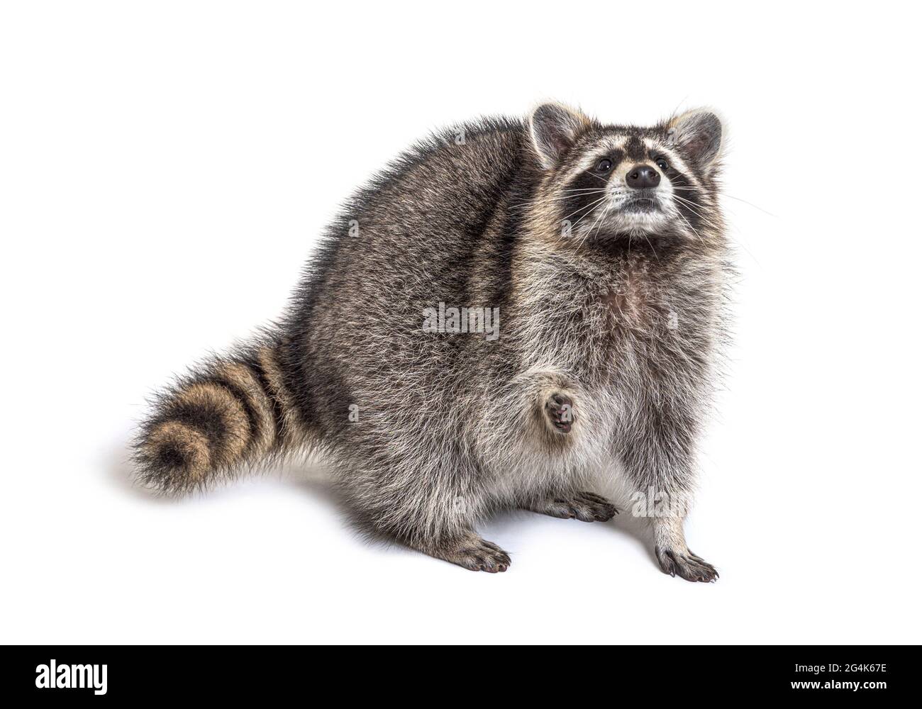 Raccoon procyon lotor standing up hi-res stock photography and images ...