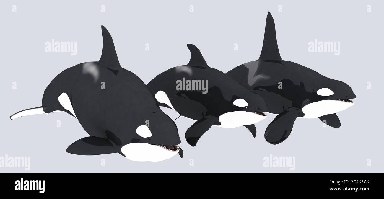 Three killer whales Stock Photo - Alamy Three killer whales Stock Photo - Alamy