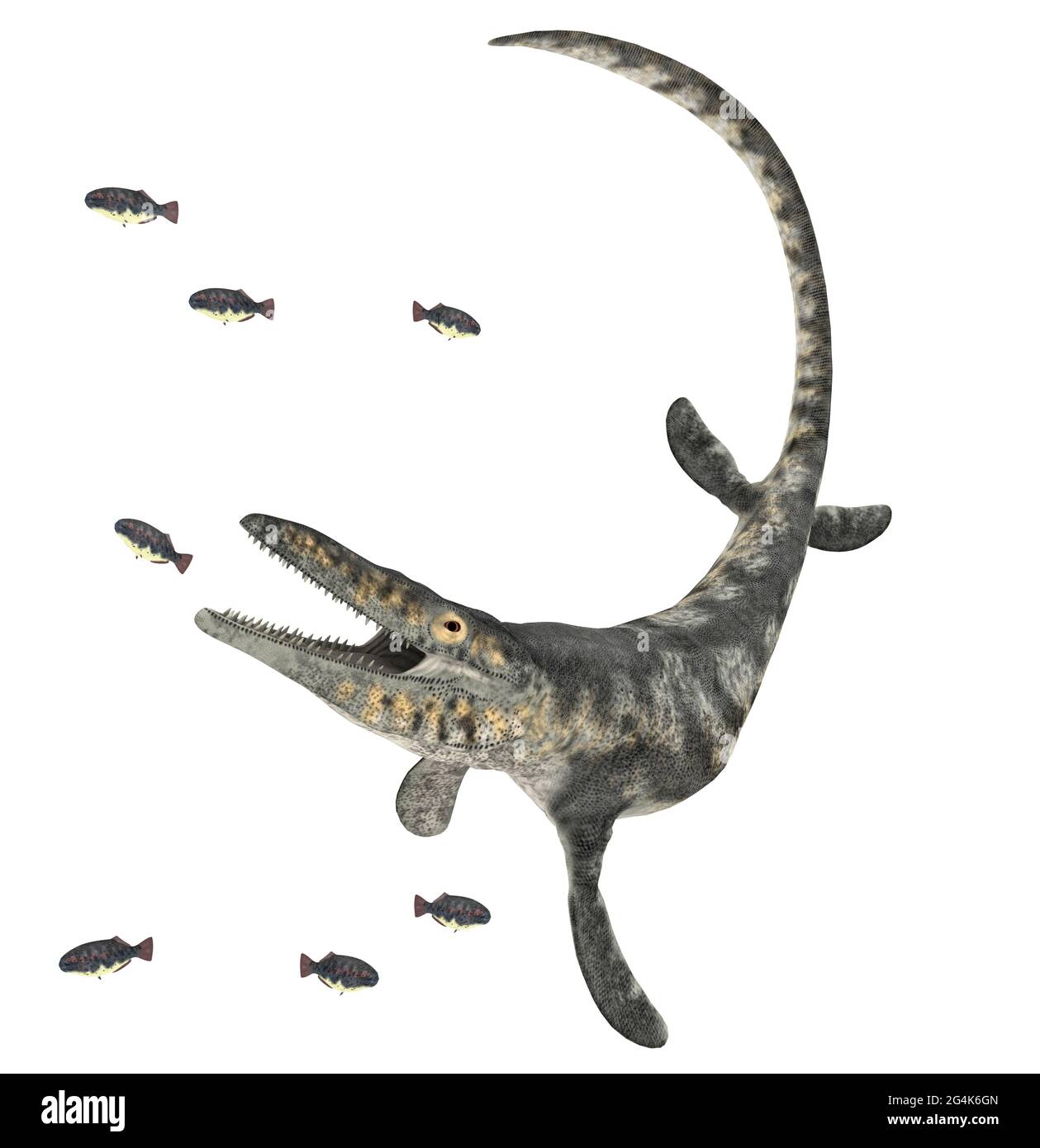 Mosasaur Tylosaurus isolated on white background Stock Photo - Alamy