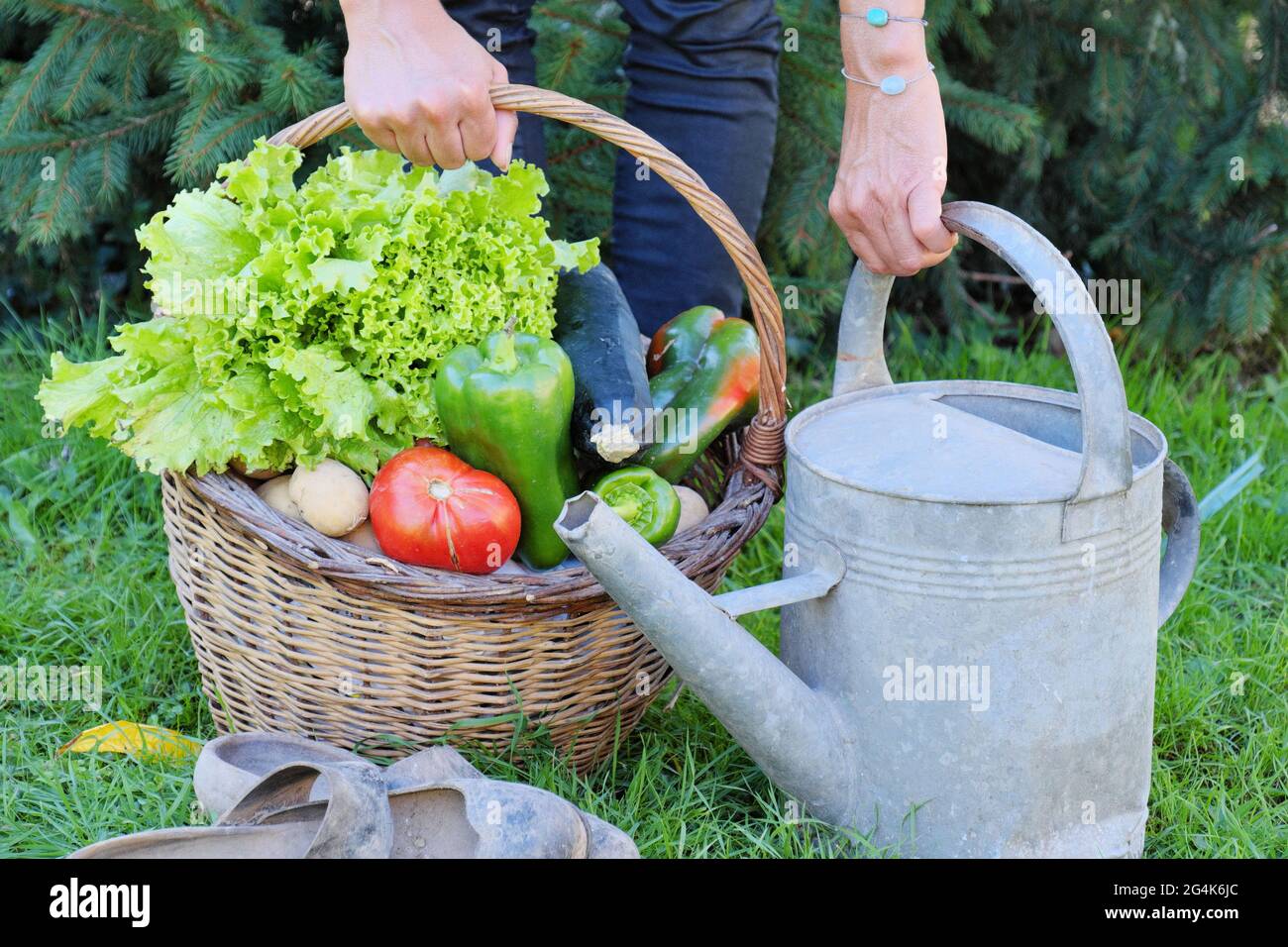 Woman picking vegetables garden hi-res stock photography and images - Alamy